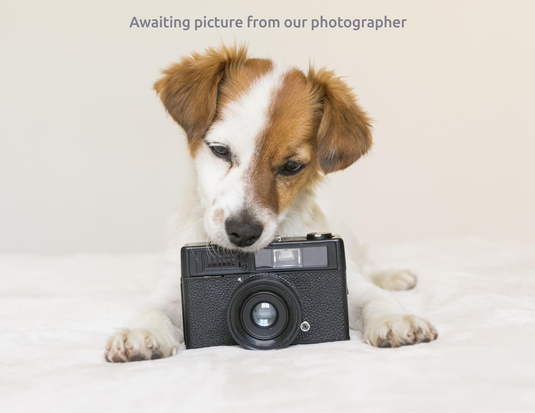 Jo Ramsden - Vet Care @ Home